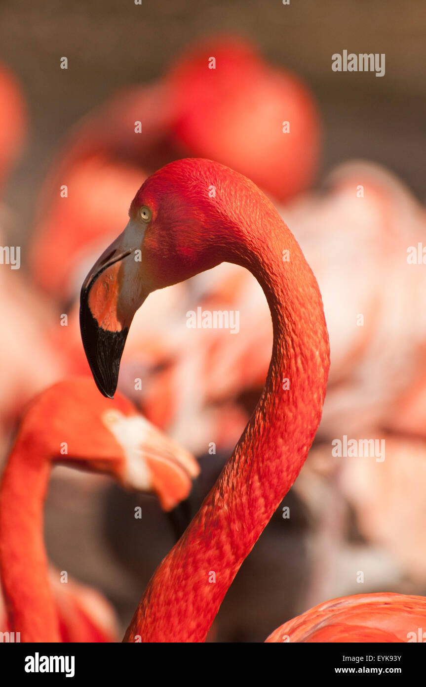 American flamingo in captivity Stock Photo - Alamy