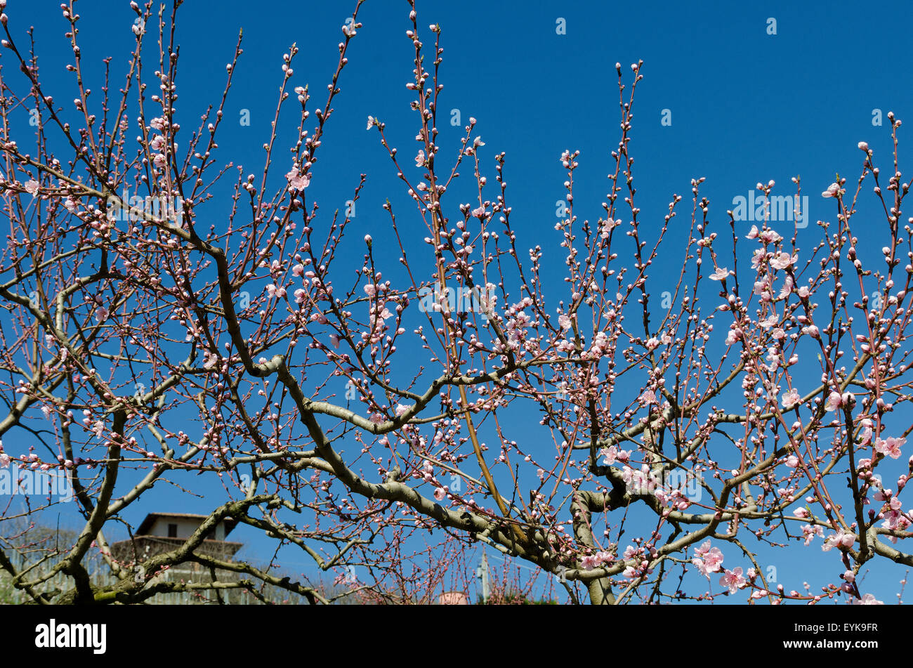 Peach tree italy hi-res stock photography and images - Alamy