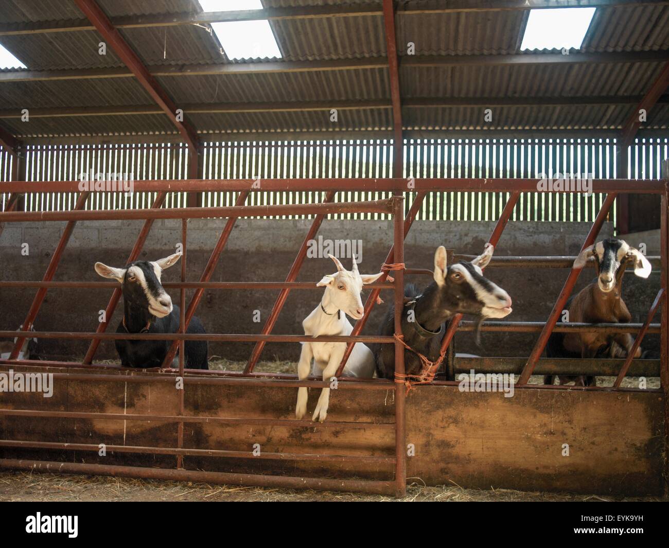 Animal Looking Sideways High Resolution Stock Photography and Images ...