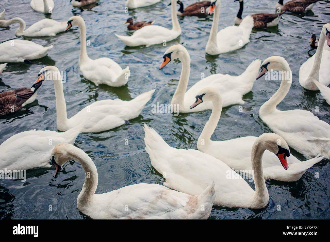 Swans on water Stock Photo - Alamy