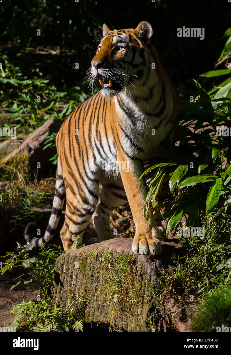 30 july 2015 hi-res stock photography and images - Alamy