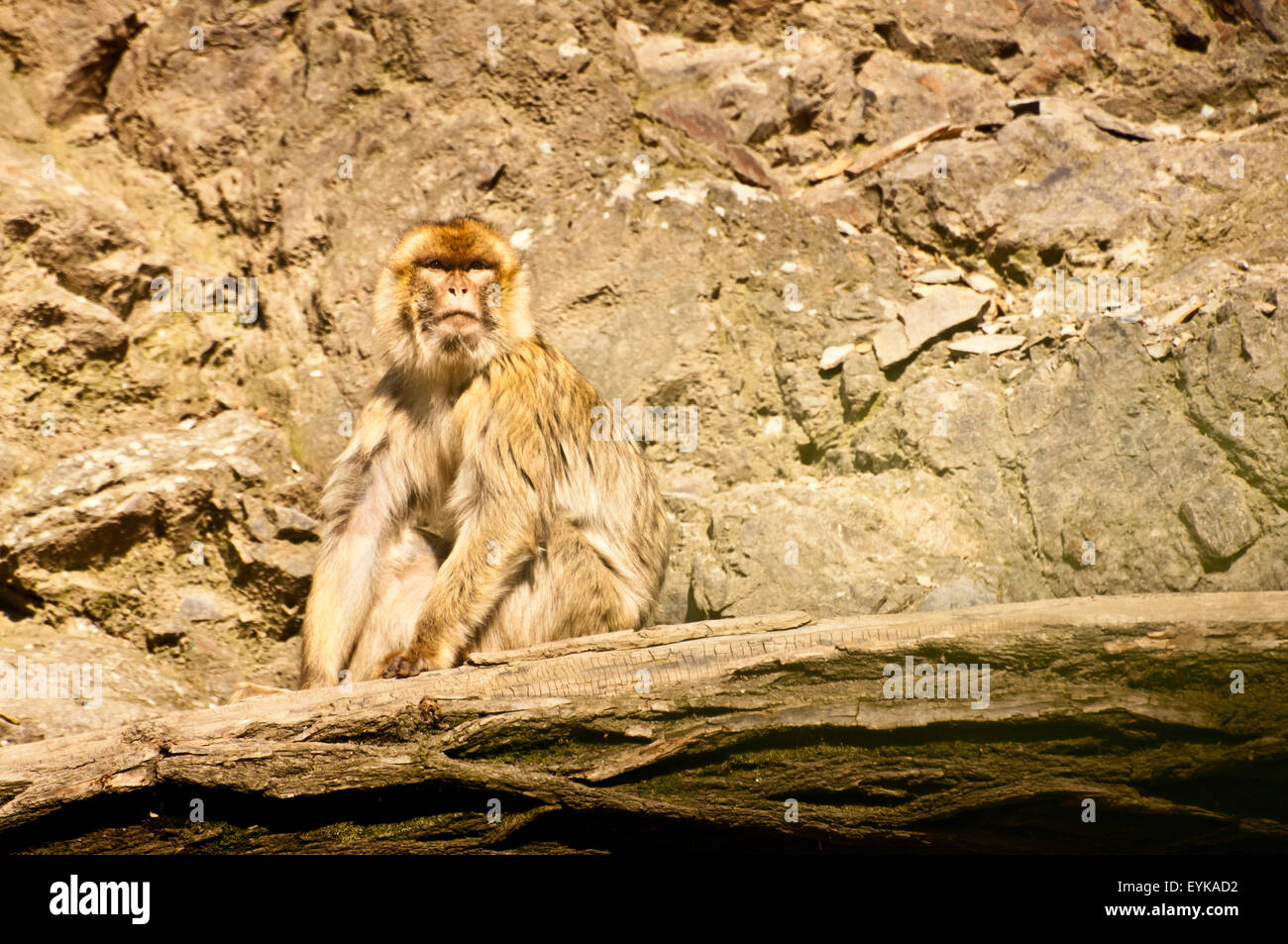 Barbary macaque monkey in captivity Stock Photo - Alamy