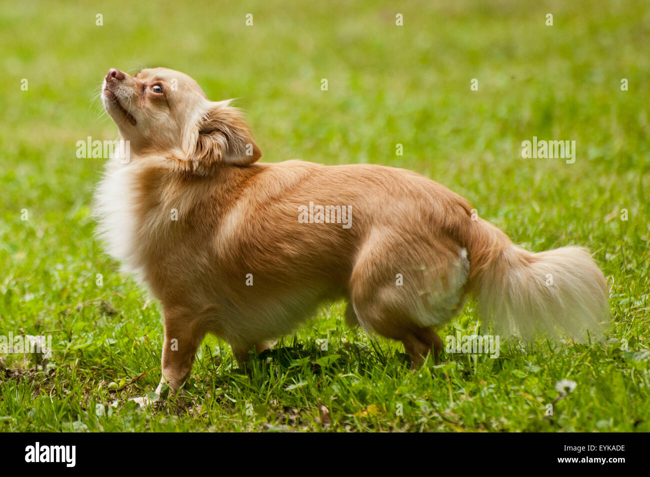 Pomeranian dog hi-res stock photography and images - Alamy