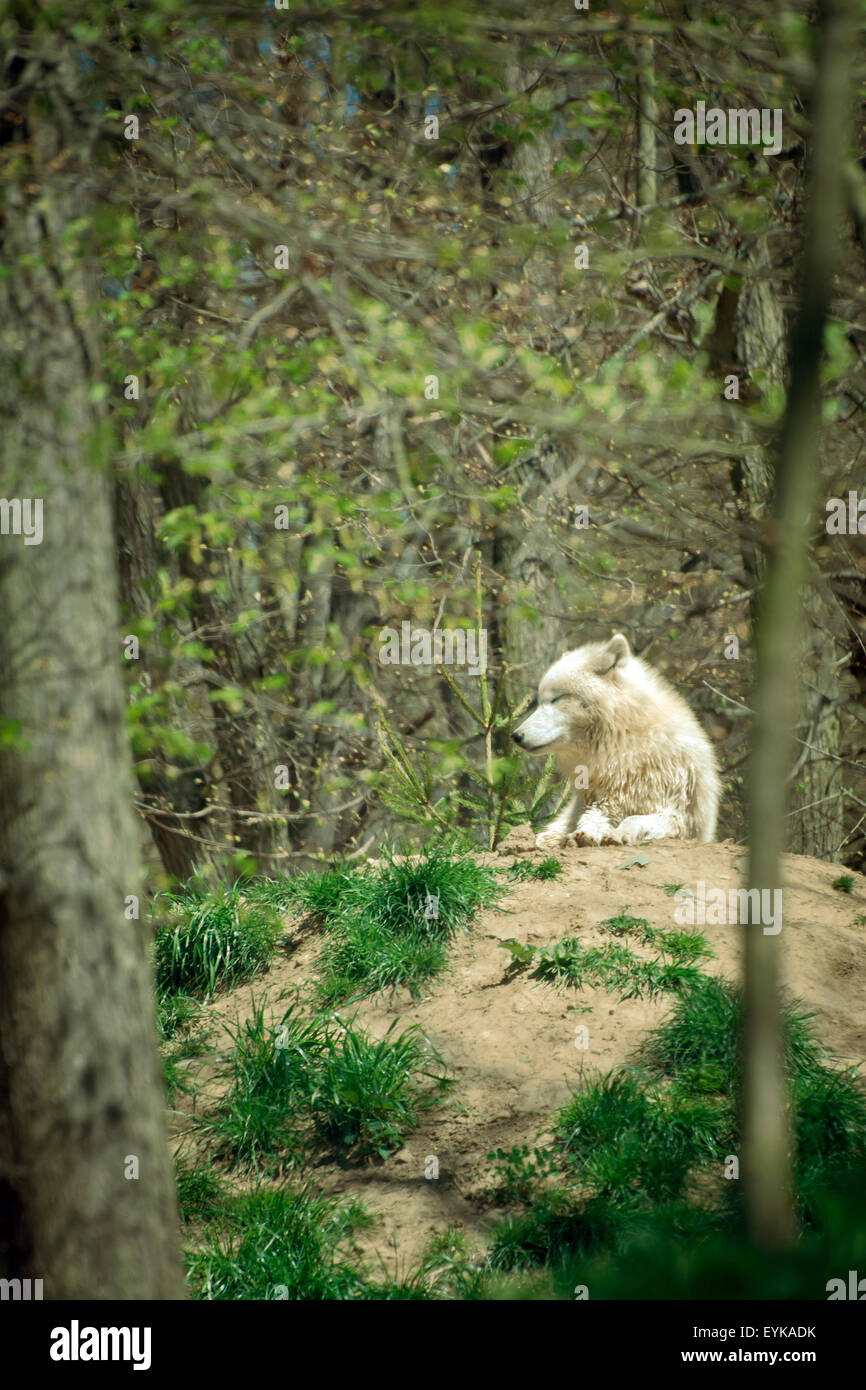 arctic wolf in captivity Stock Photo - Alamy