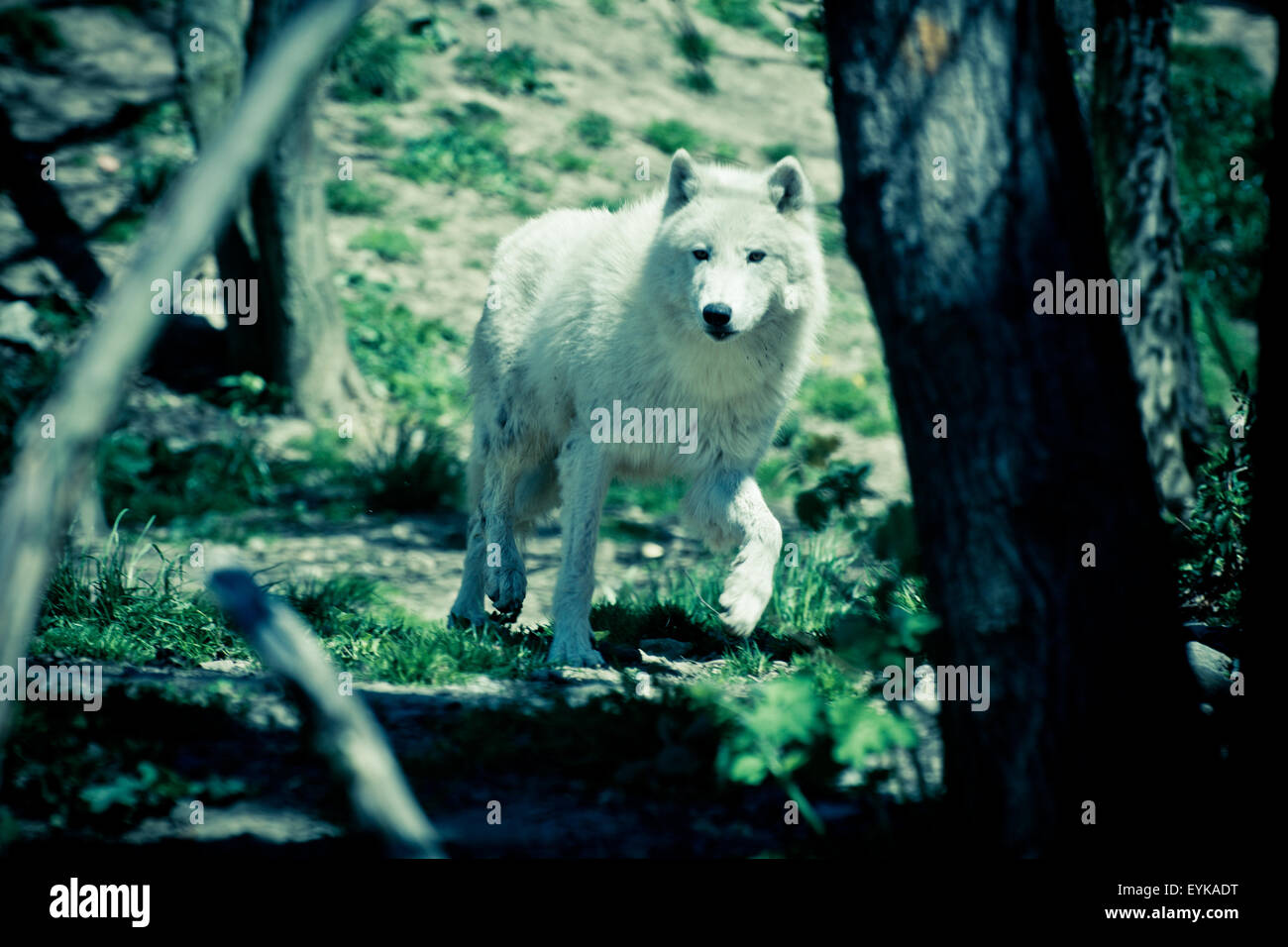 arctic wolf in captivity Stock Photo - Alamy
