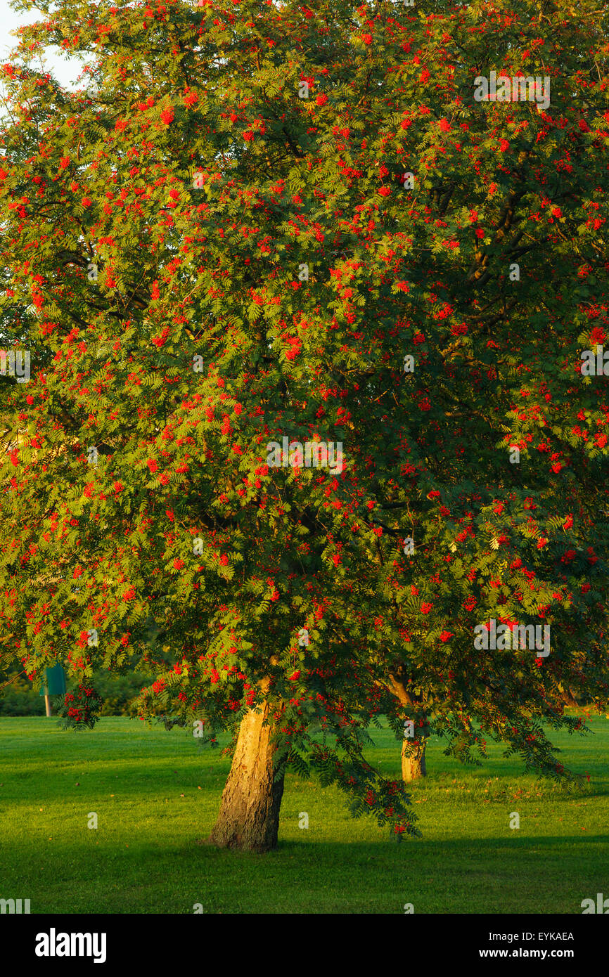 Big rowan tree and ripe berries Stock Photo - Alamy