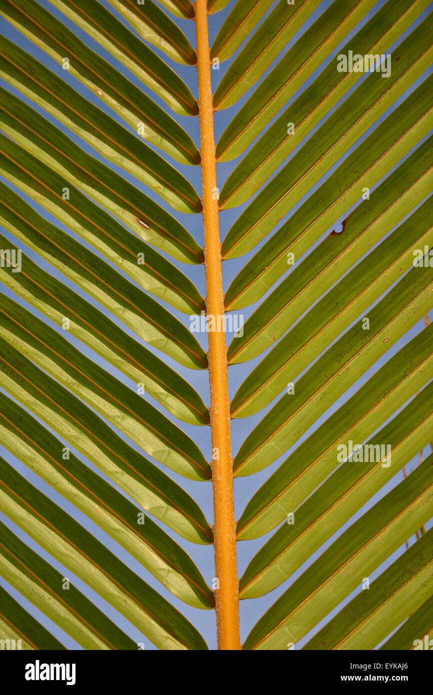 Palm tree detail at maldives islands Stock Photo - Alamy