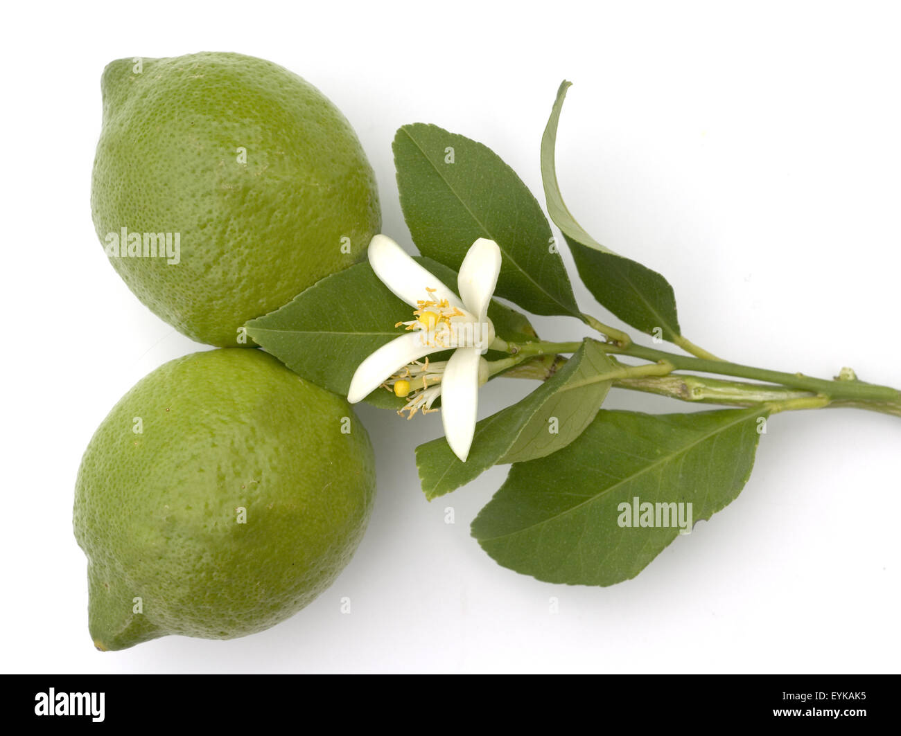 Citrus limon plant Cut Out Stock Images & Pictures - Alamy