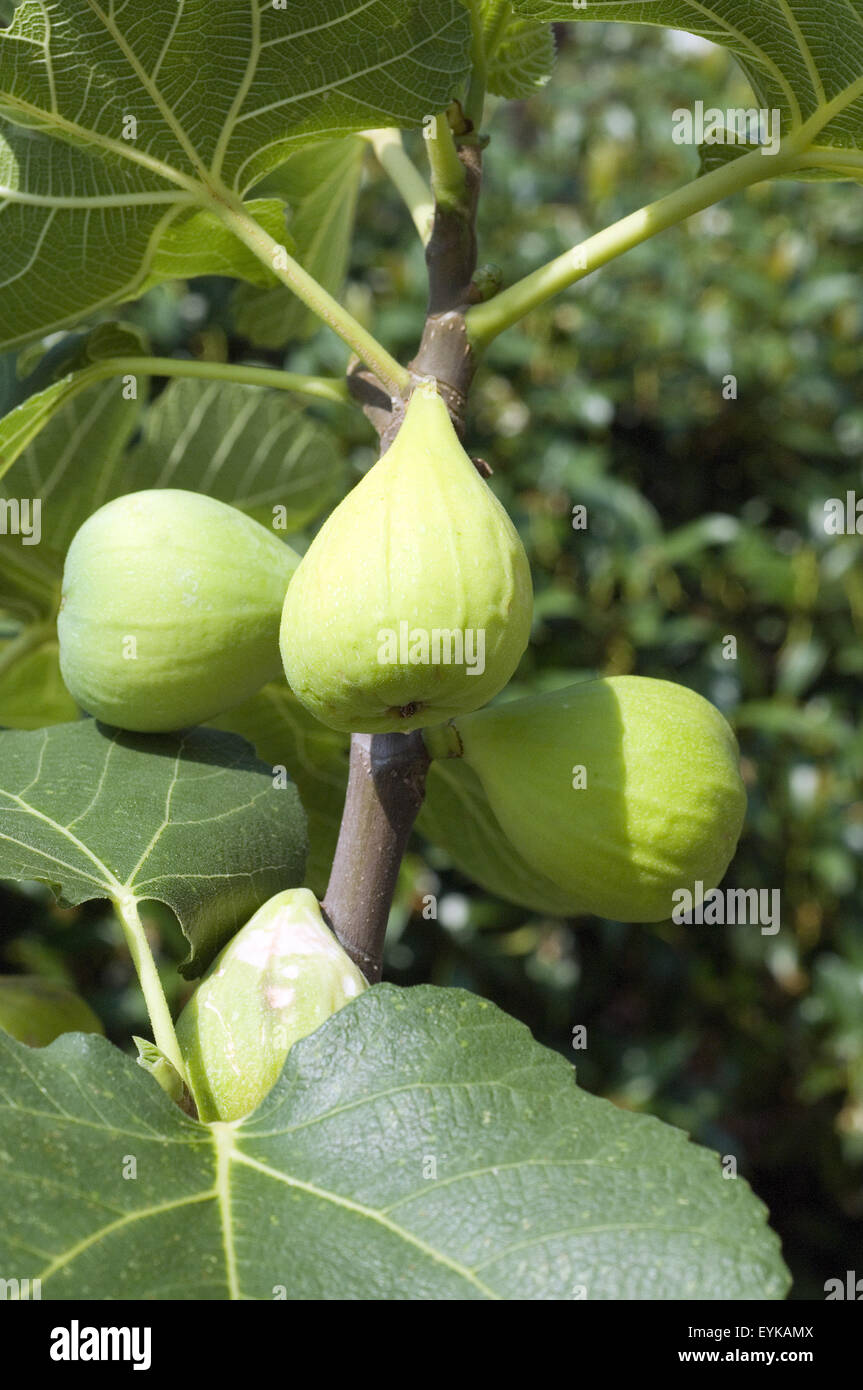 Reife feigen hi-res stock photography and images - Alamy