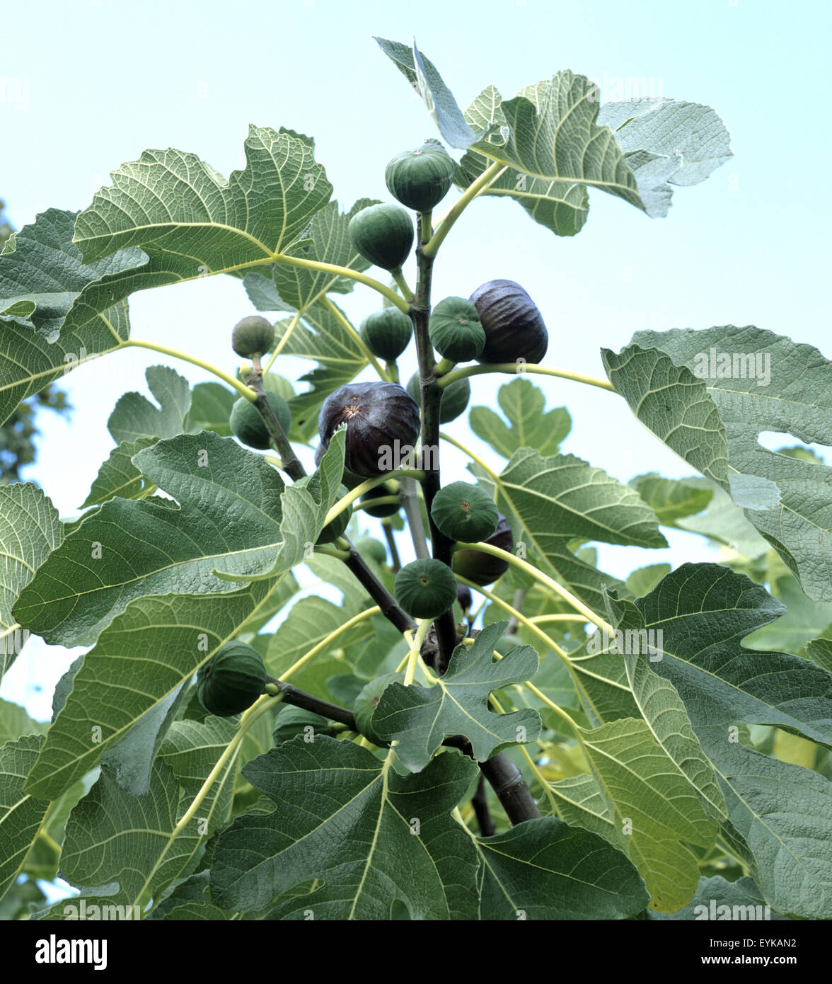 Feigen, Ficus carica, Exotische Frucht, exotisch, Suedfrucht Stock ...