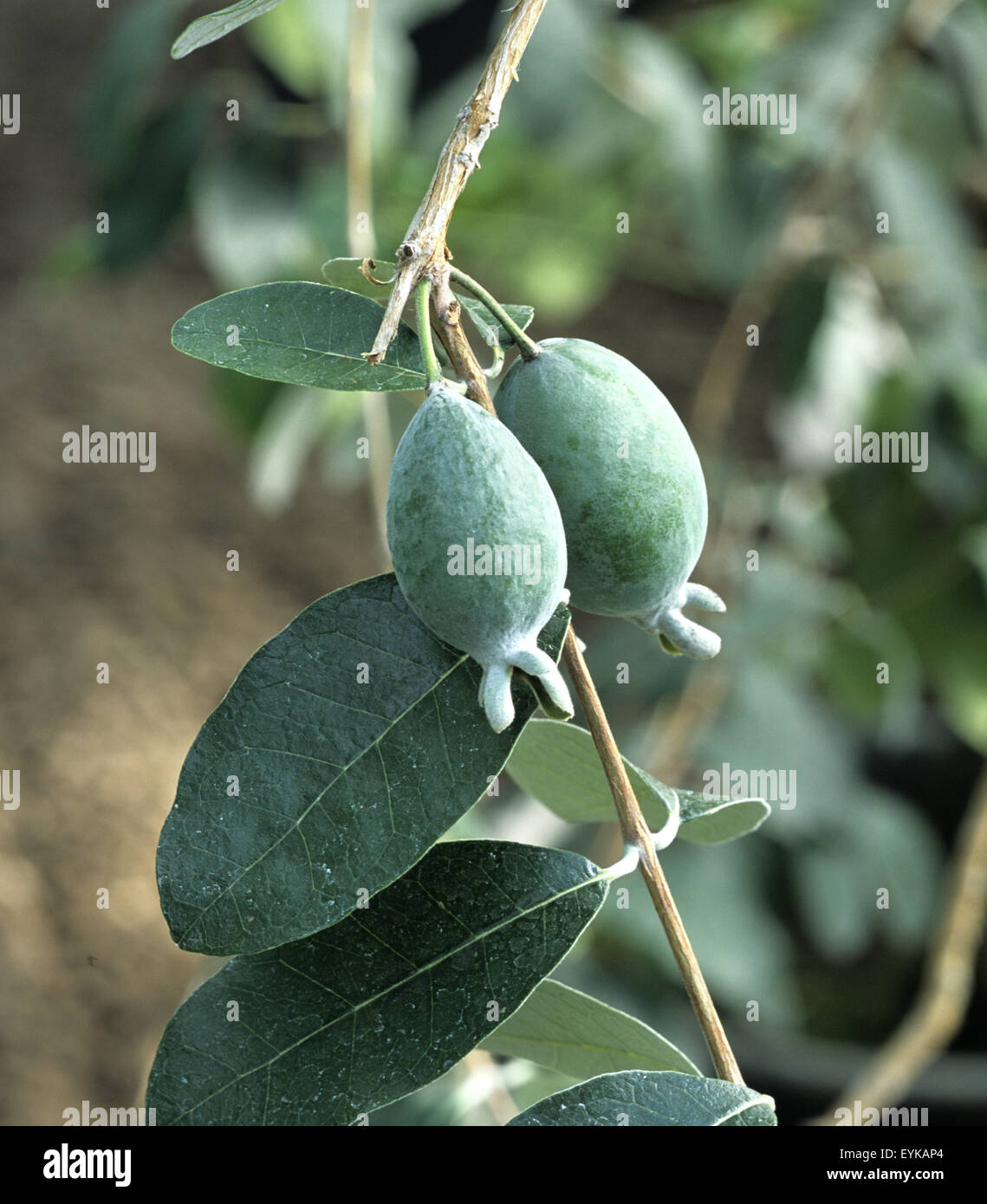 Ananas guave acca sellowiana hi-res stock photography and images - Alamy