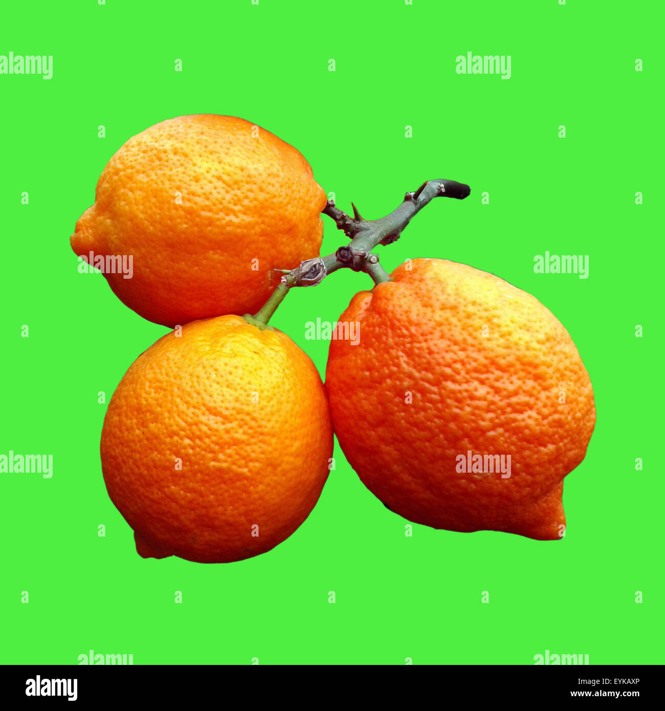 Reife Zitrone High Resolution Stock Photography and Images - Alamy