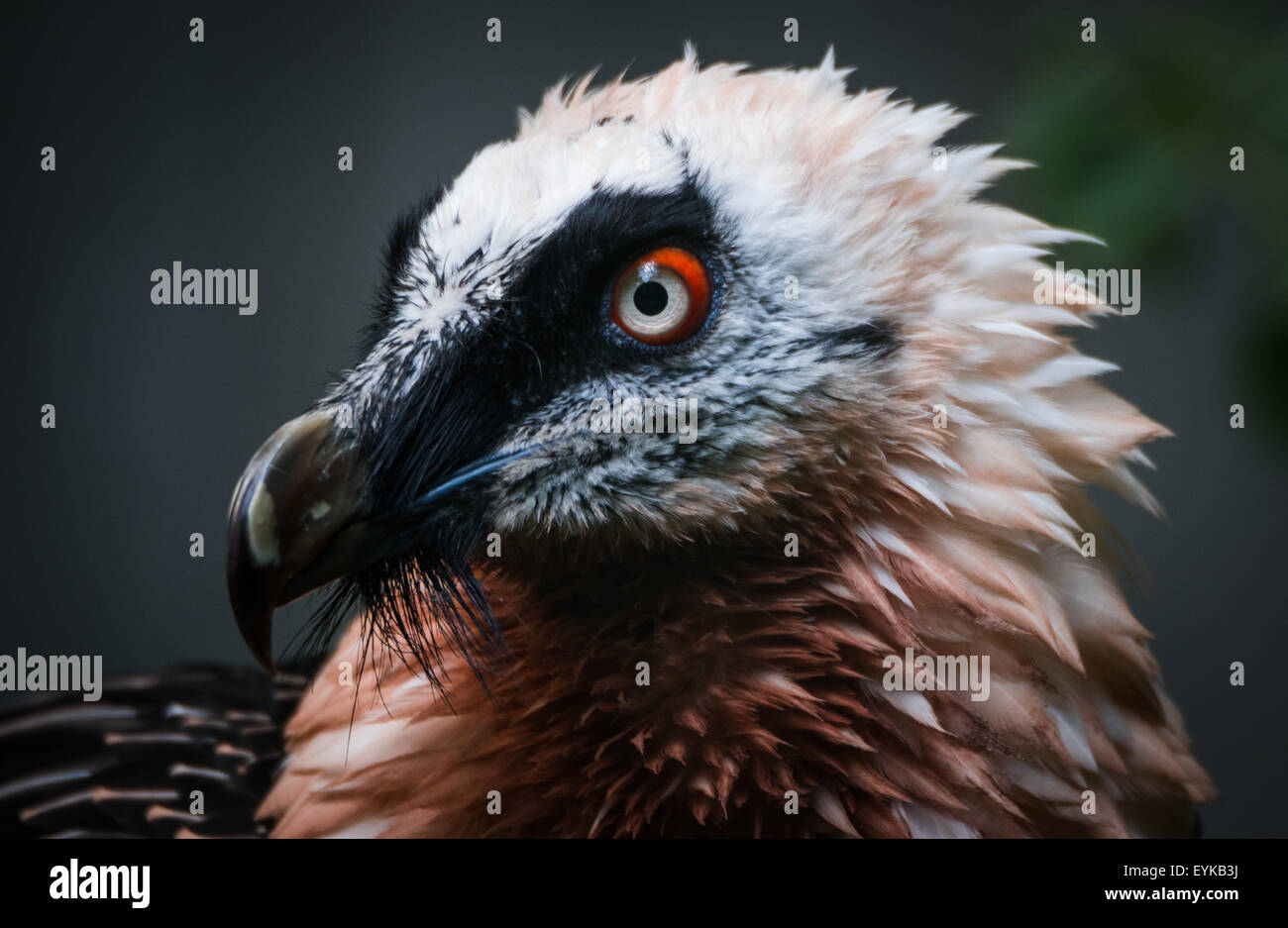 Nuremberg Zoo, Germany. 30th July, 2015. A bearded vulture at Nuremberg ...