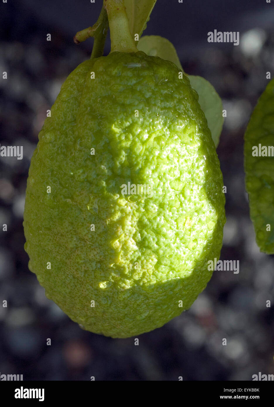 Exotische frychte hi-res stock photography and images - Alamy