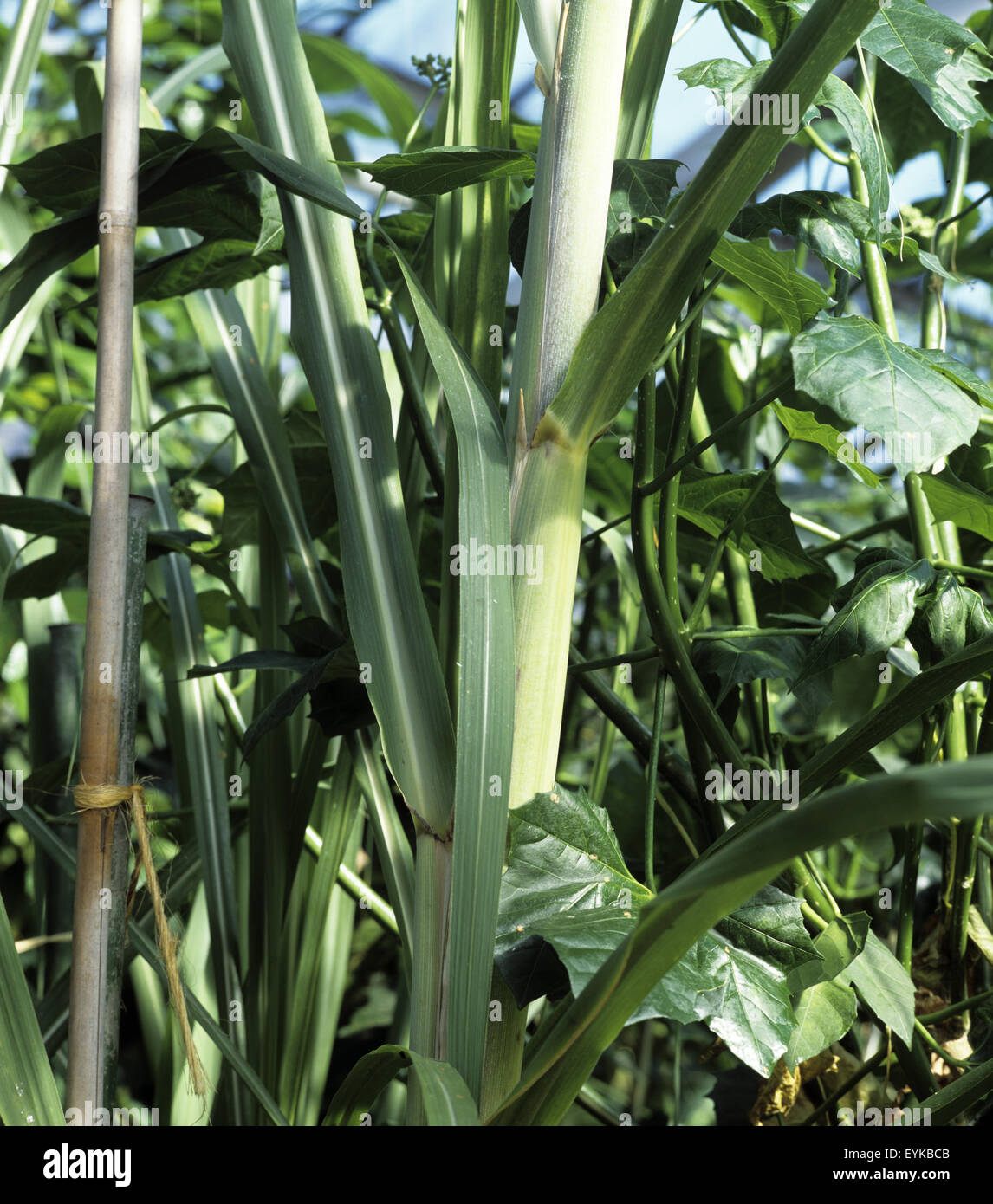 Zuckerrohr Assukkar Whole Cane Sugar By Rapunzel Naturkost