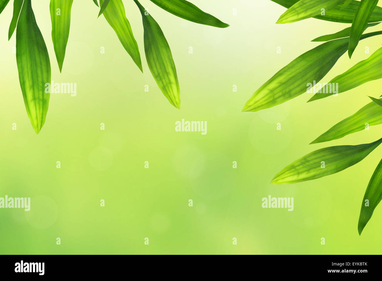 Beautiful bamboo leaves border on green, horizontal Stock Photo - Alamy