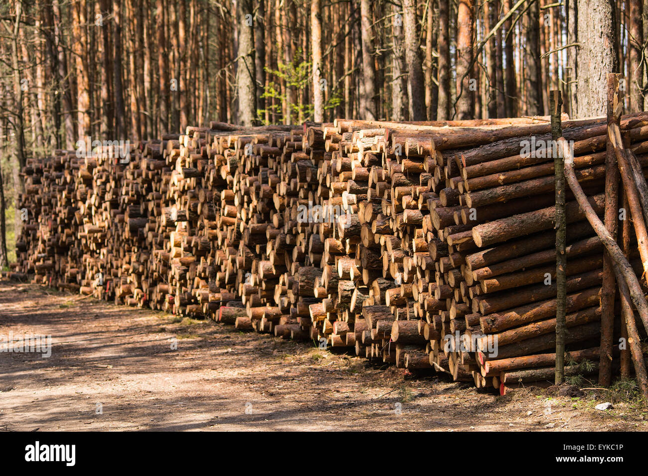 Wood logs in the forest Stock Photo - Alamy