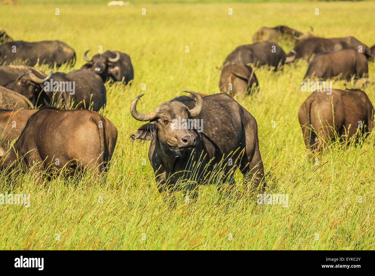 Savanna bovine hi-res stock photography and images - Alamy