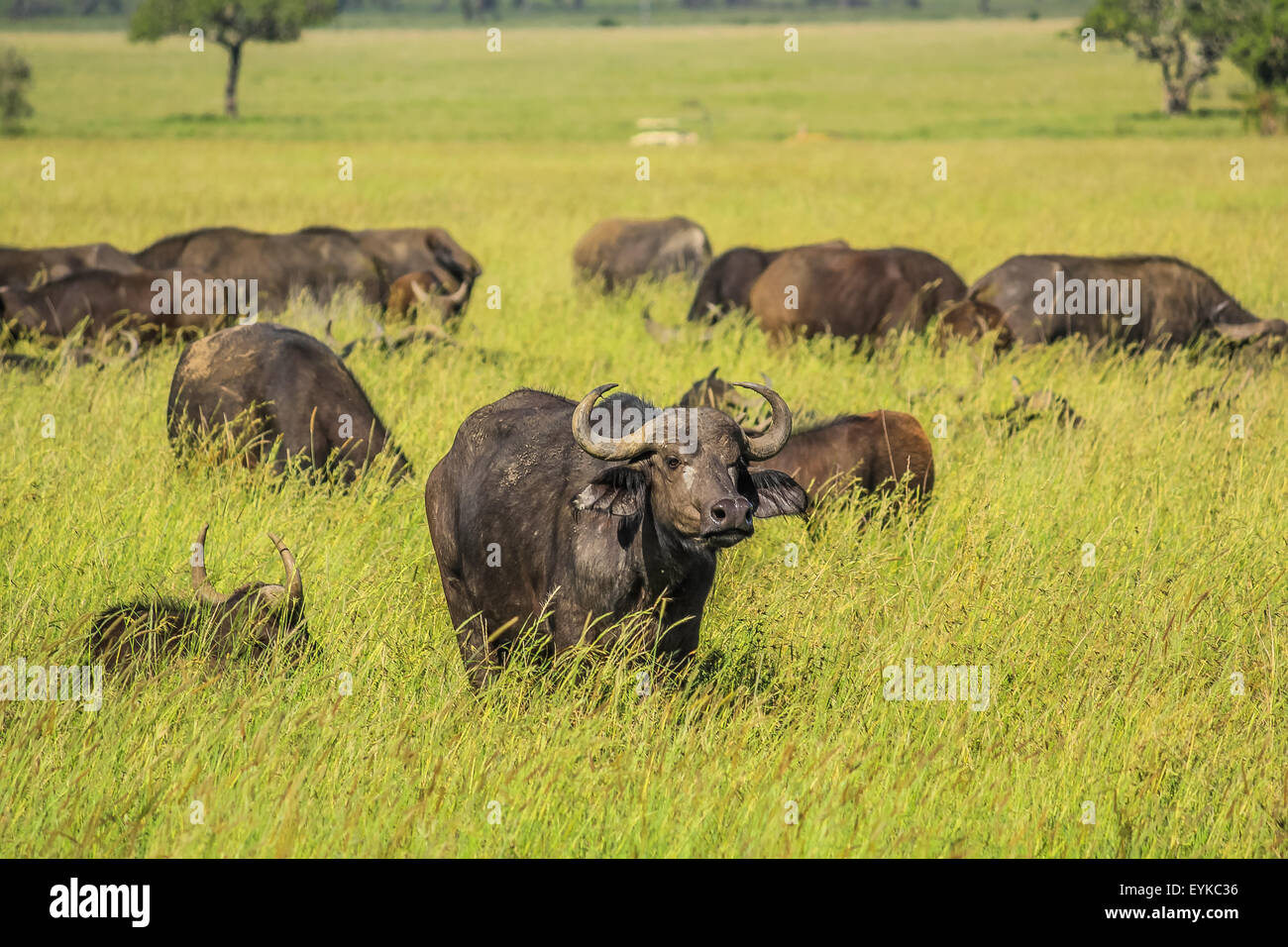 Buffalo grassland hi-res stock photography and images - Alamy