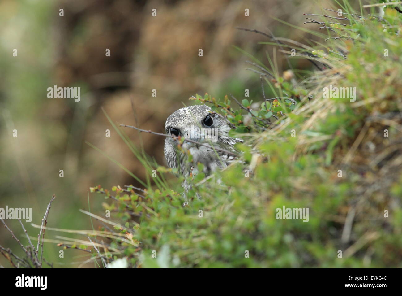 young Gyrfalcon Gerfalcon Iceland Stock Photo - Alamy