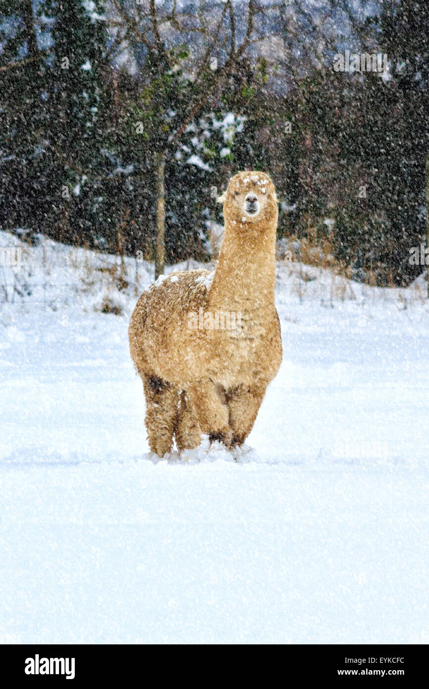 English alpaca hi-res stock photography and images - Alamy