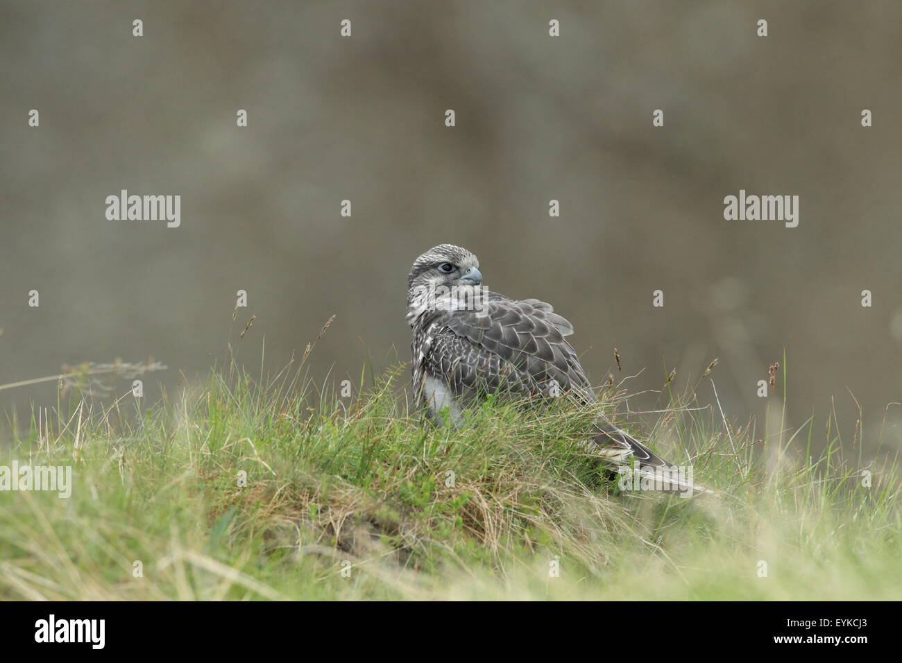 young Gyrfalcon Gerfalcon Iceland Stock Photo - Alamy