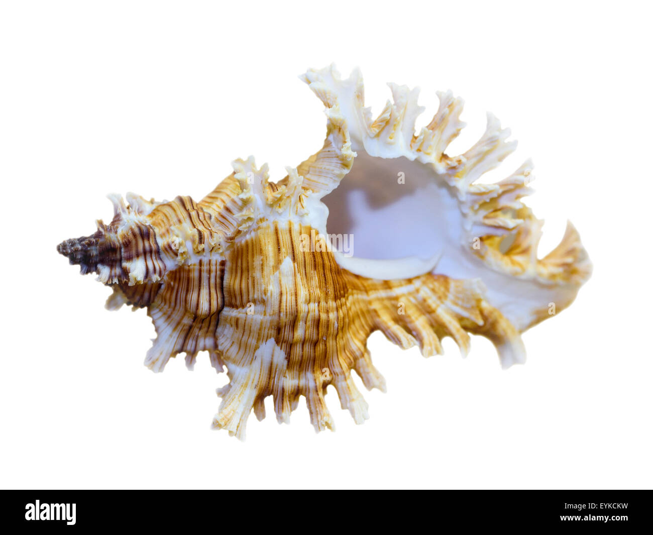 Murex saulii hi-res stock photography and images - Alamy