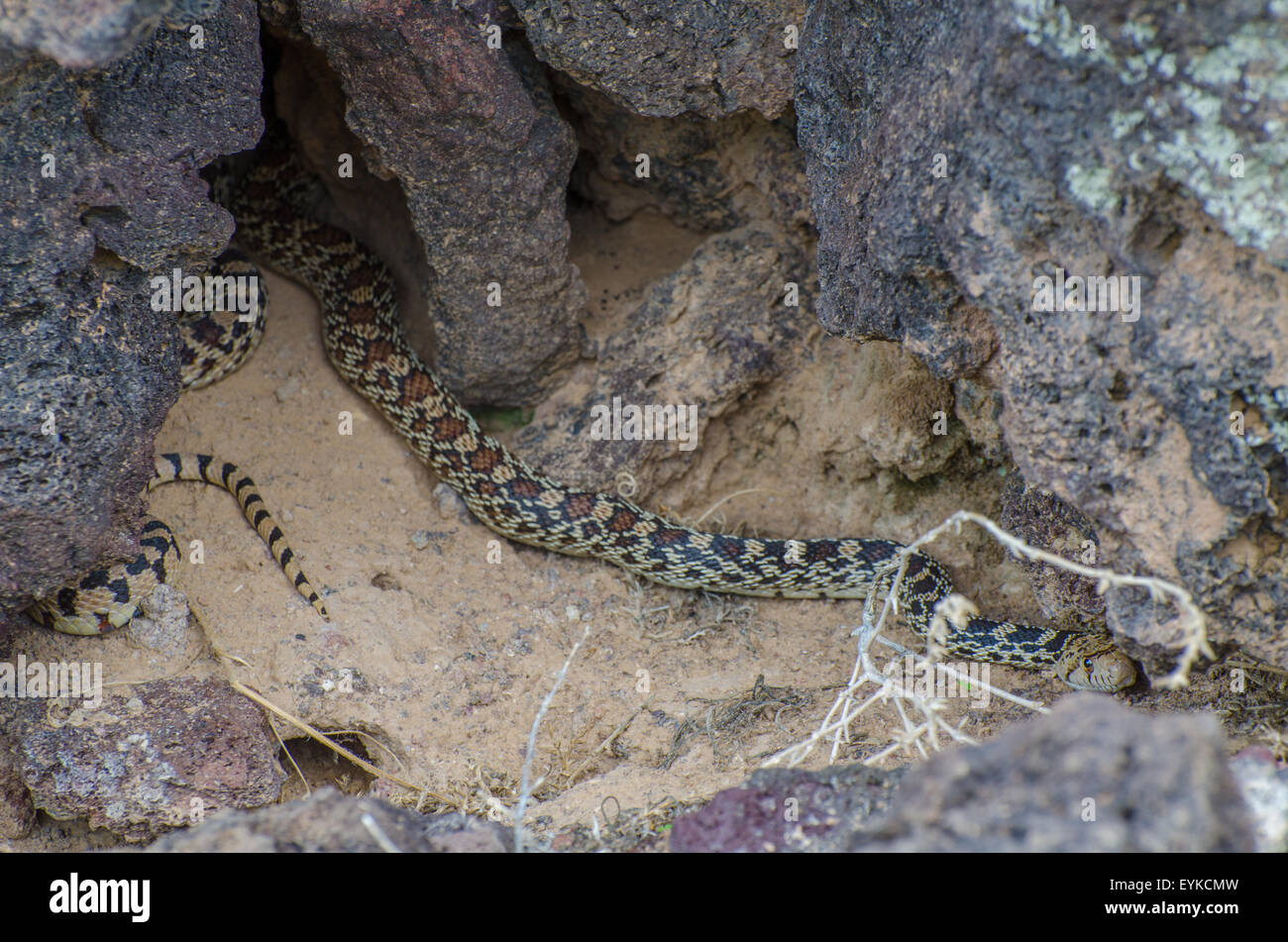 Sonoran Gopher Snake, (Pituophis catenifer affinis), Volcanoes Day Use ...