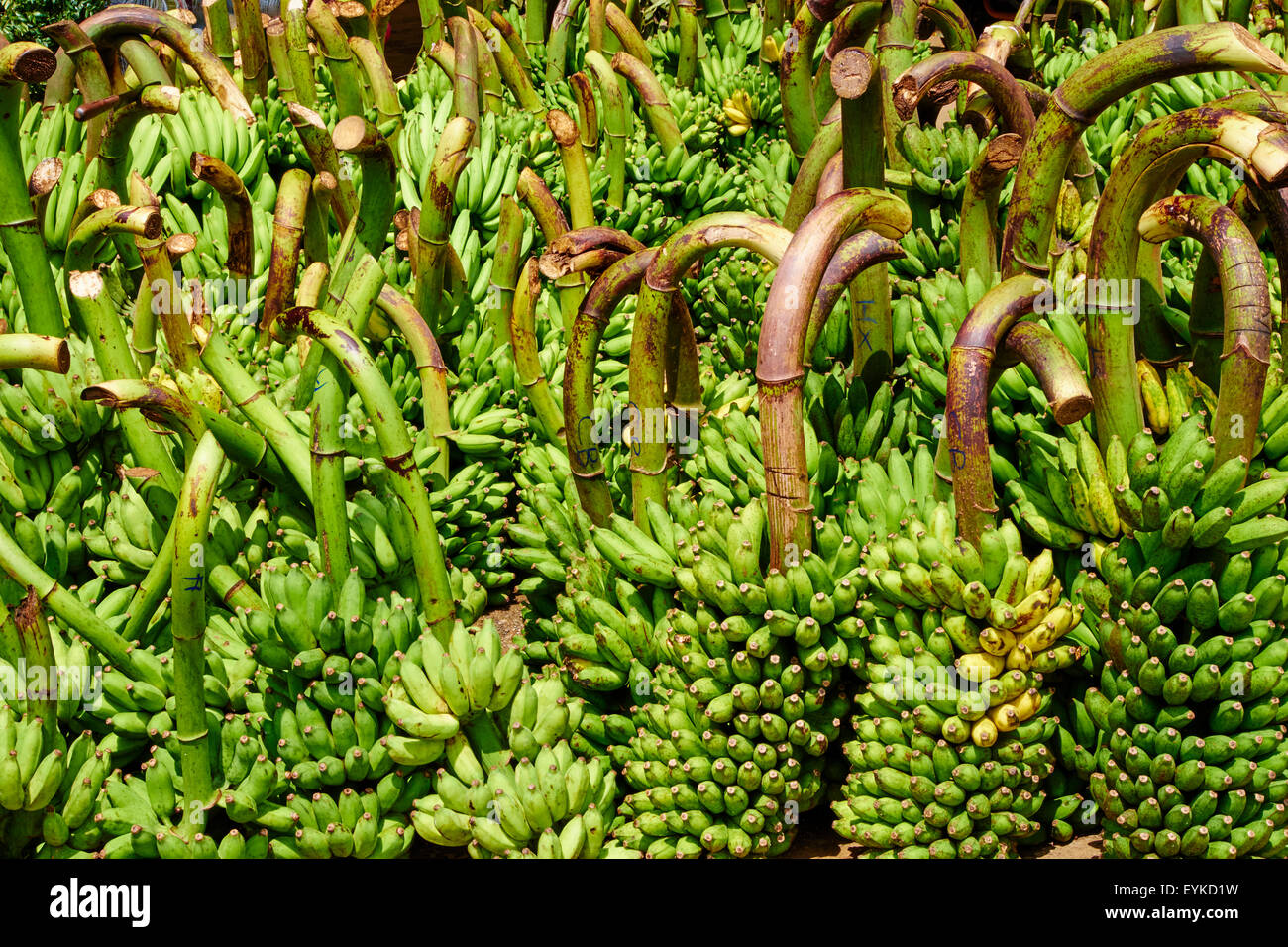 Sri Lanka, Ceylon, North Central Province, Dambulla, market, bananas ...