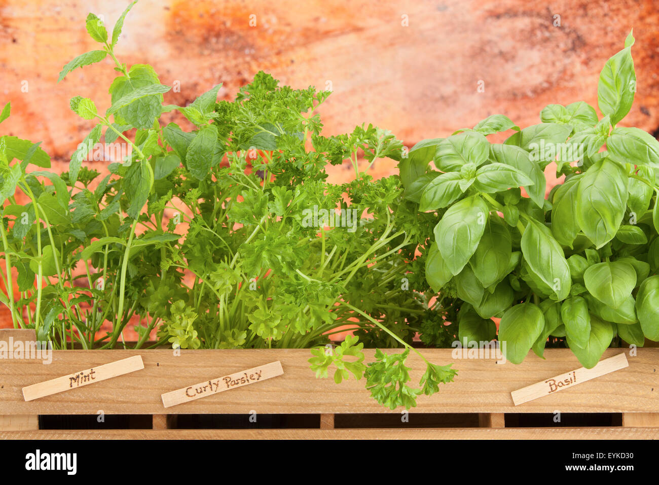 Labeled plant leaf hi-res stock photography and images - Alamy