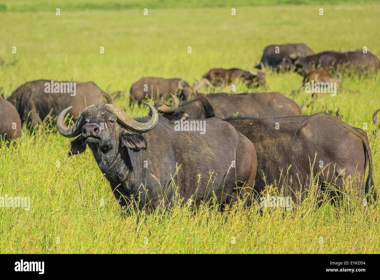Buffalo grassland hi-res stock photography and images - Alamy