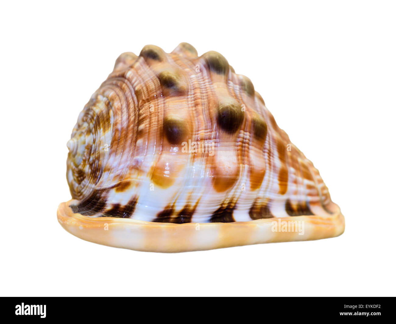 Beautiful red helmet shell hi-res stock photography and images - Alamy