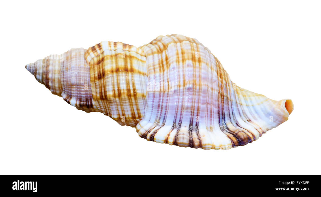 Shell of sea snail is a marine gastropod mollusk isolated on white ...