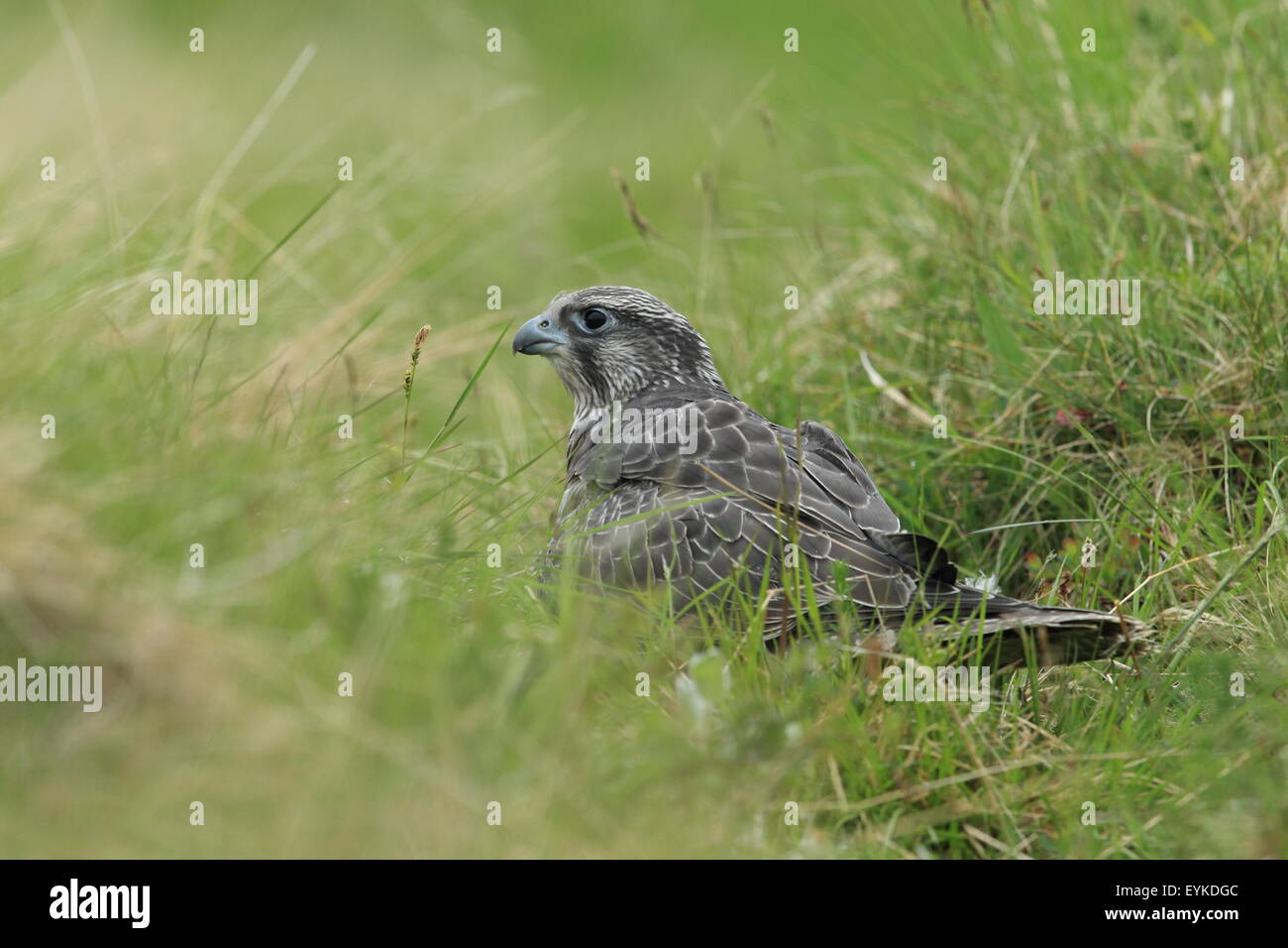 young Gyrfalcon Gerfalcon Iceland Stock Photo - Alamy