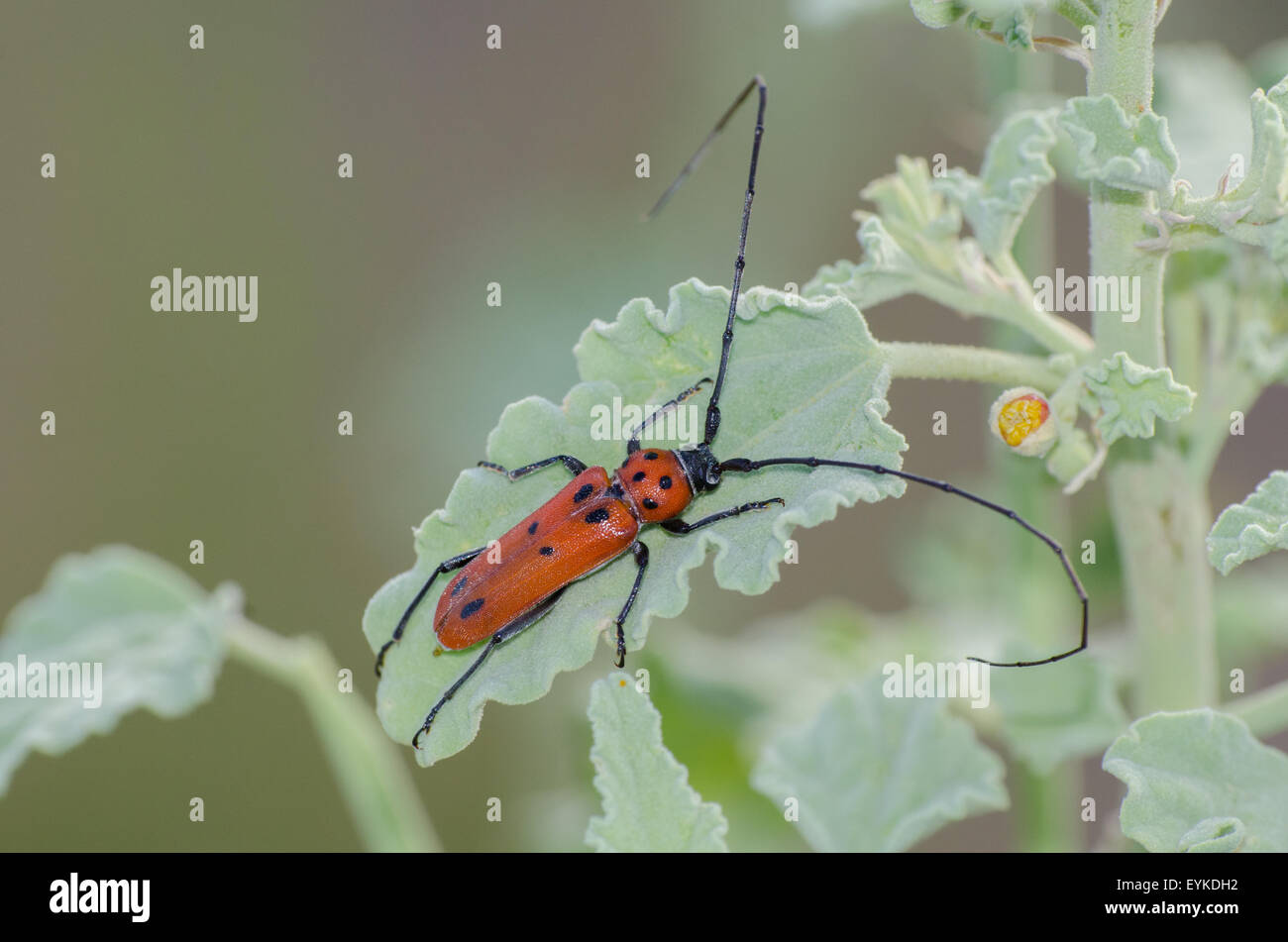 Tylosis hi-res stock photography and images - Alamy