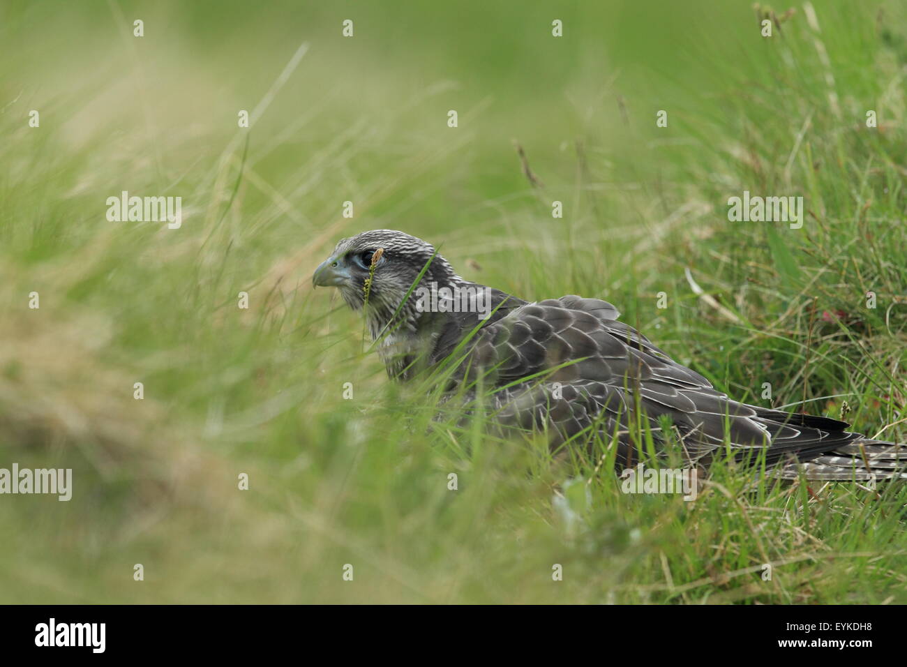 White greenland falcon hi-res stock photography and images - Alamy