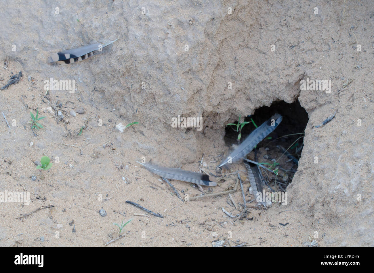 Bird feathers at the entrance to a burrow. Volcanoes Day Use Area ...