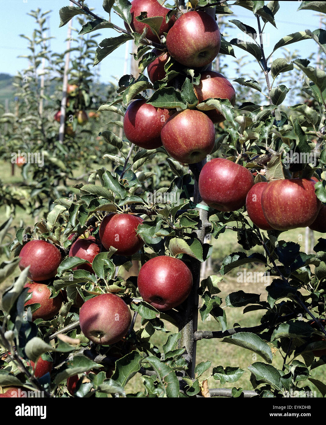 Apfel, Gala Regal Prince, Apfelsorte, Apfel, Kernobst, Obst Stock Photo ...