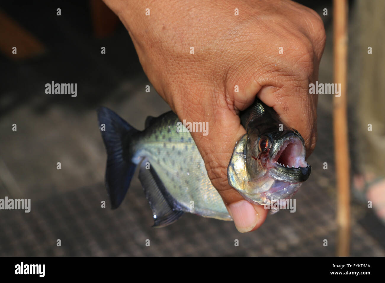 Napa fish hi-res stock photography and images - Alamy