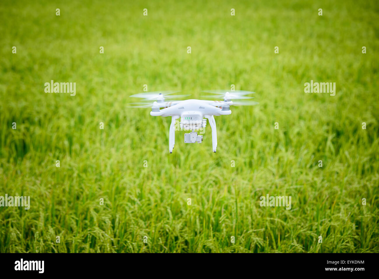 Drone view green rice field hi-res stock photography and images - Alamy