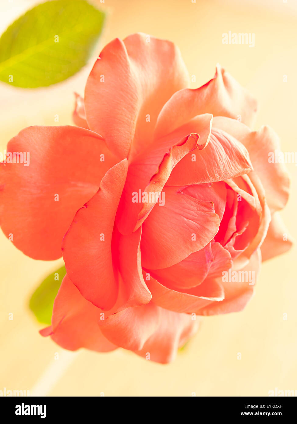 Pink rose close hi-res stock photography and images - Alamy
