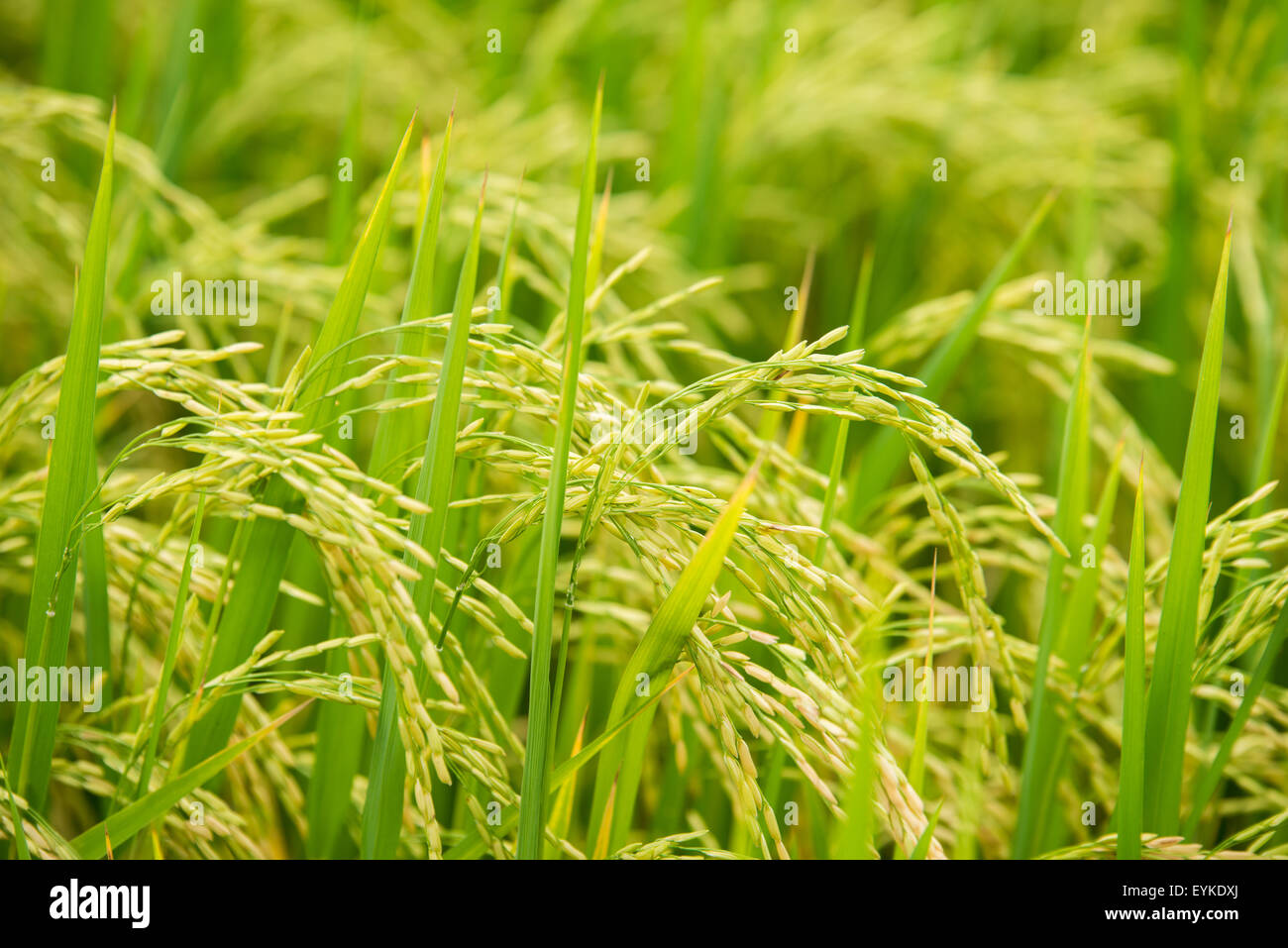 Paddy grass hi-res stock photography and images - Alamy