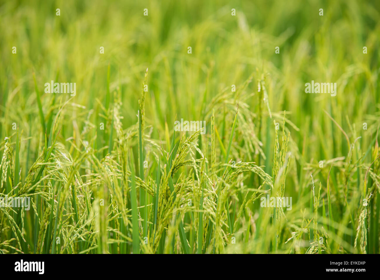 Seed paddy hi-res stock photography and images - Alamy