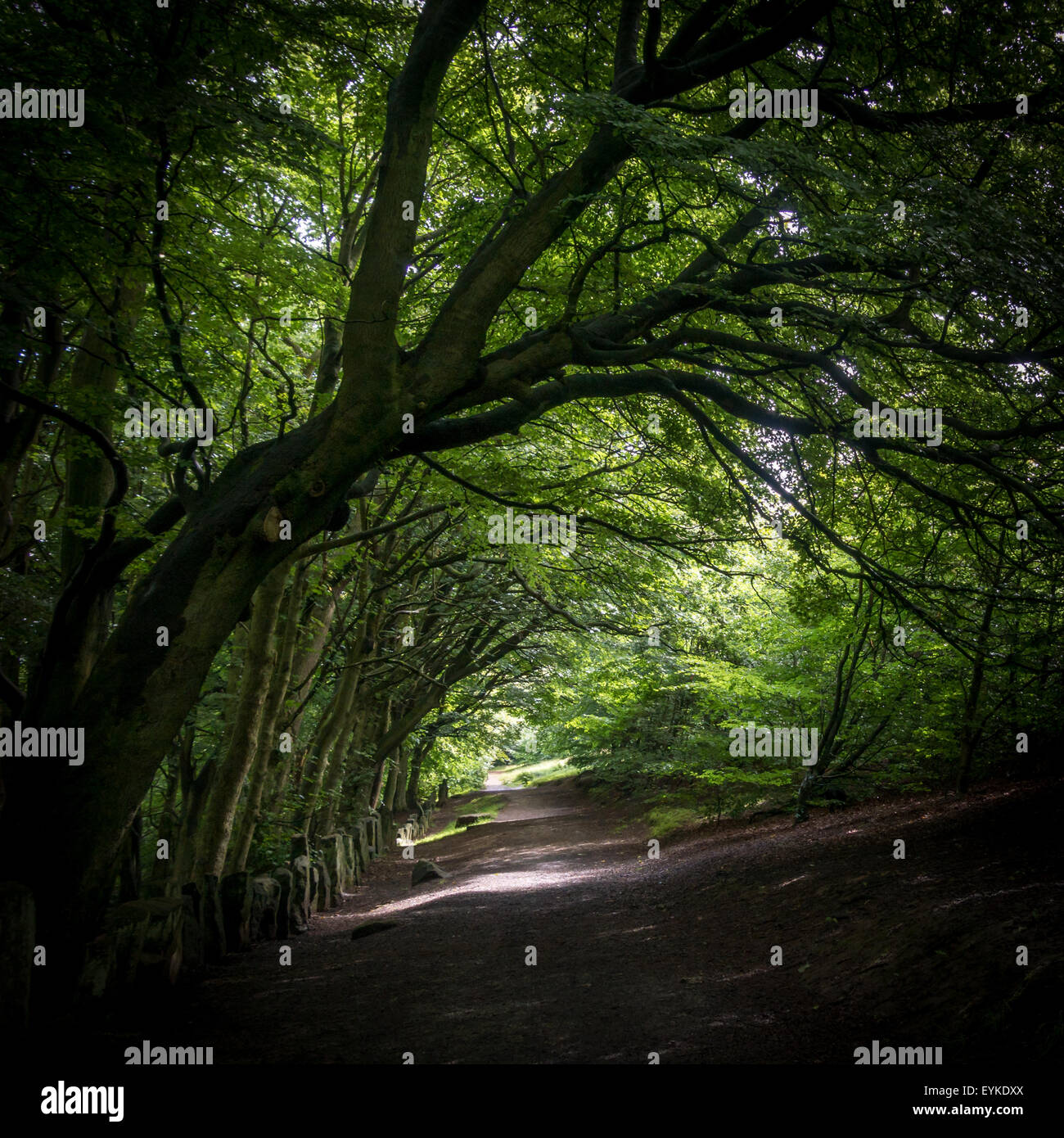 Tree tunnel following a magical path through the woods Stock Photo - Alamy