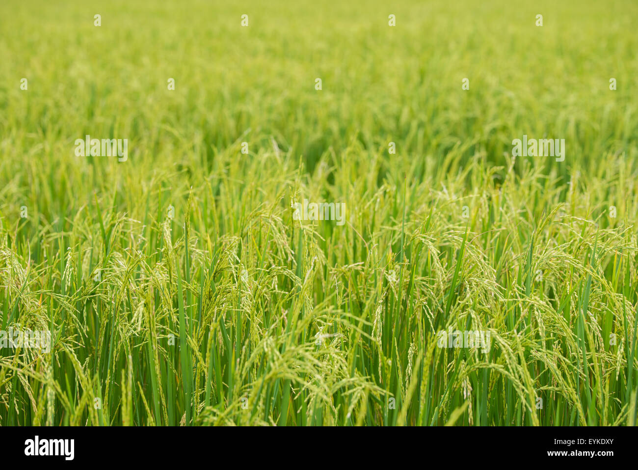 Paddy grass hi-res stock photography and images - Alamy