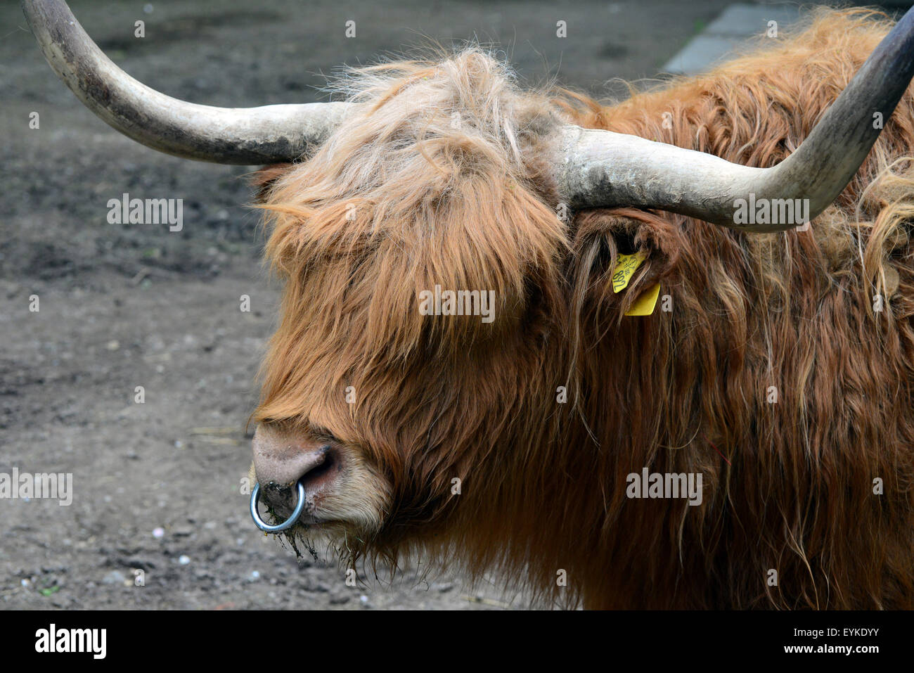 Scottish highland bull hi-res stock photography and images - Alamy