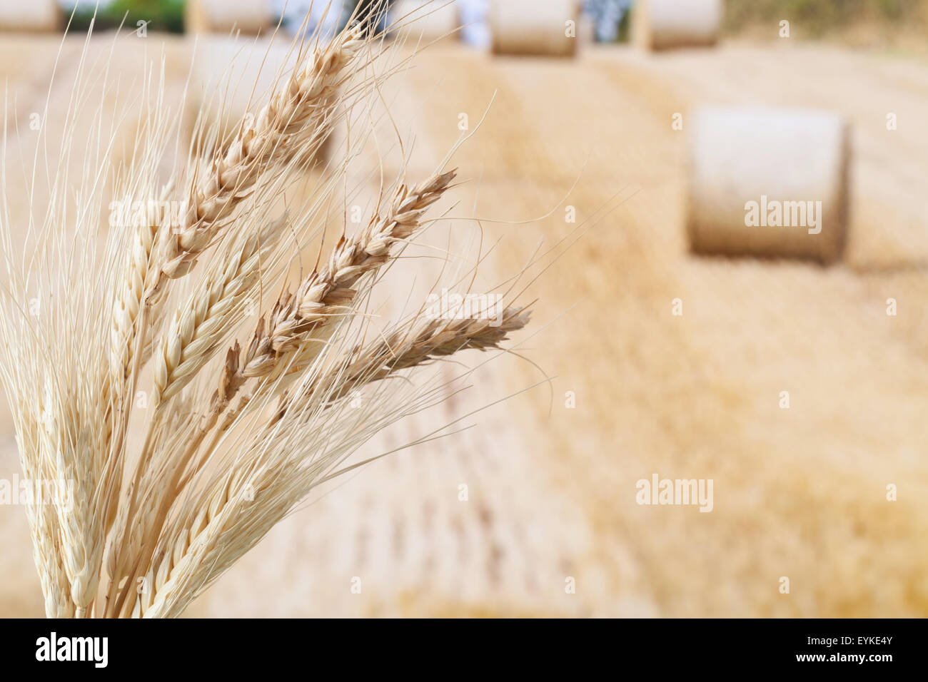 Grain Bale High Resolution Stock Photography and Images - Alamy