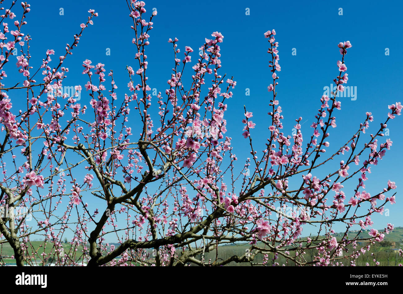 Italy, Piedmont, Roero, Peach trees in blossom Stock Photo - Alamy