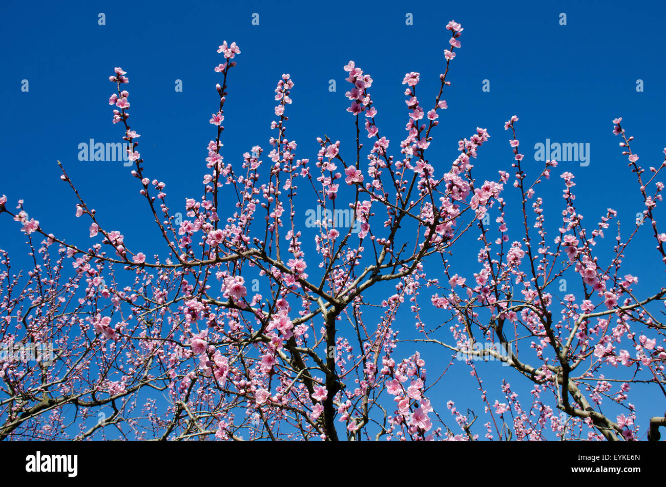 Italy, Piedmont, Roero, peach trees in blossom Stock Photo - Alamy