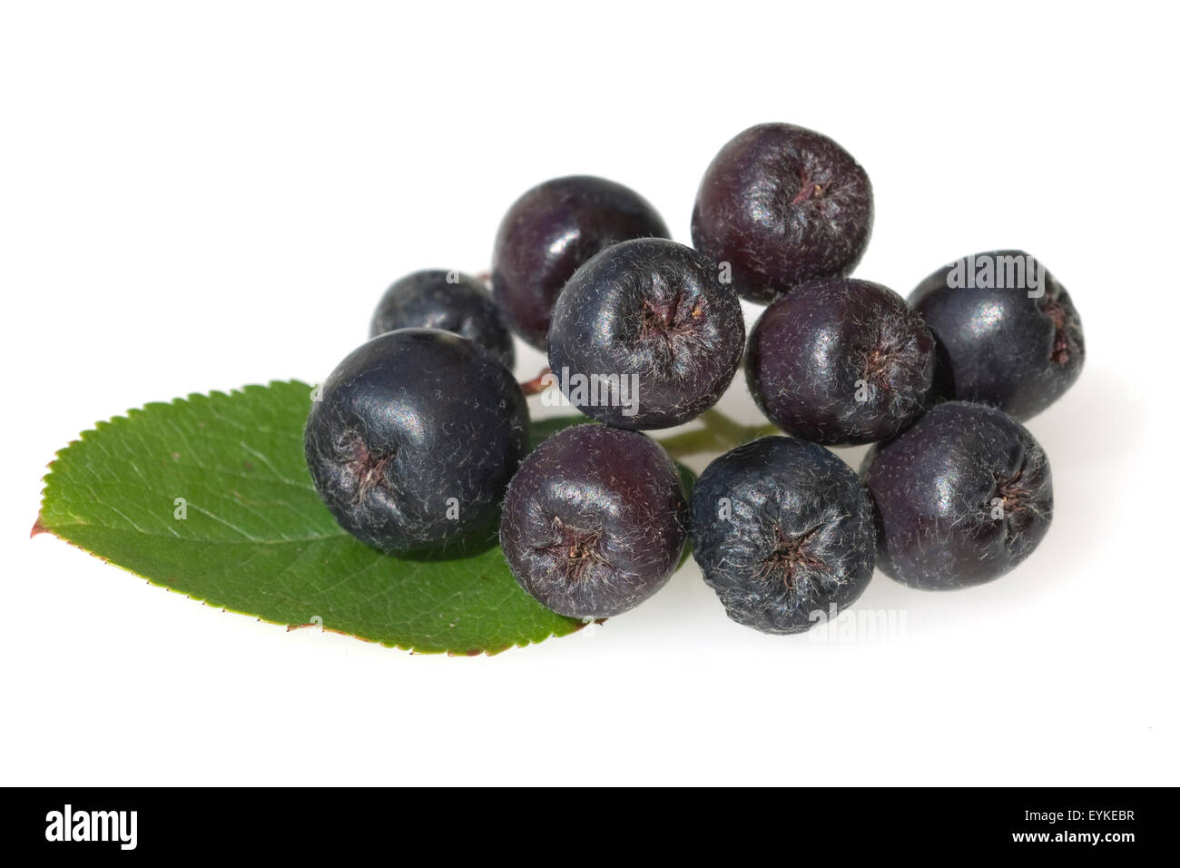 Apfelbeere; Aronia; Schwarze Stock Photo - Alamy